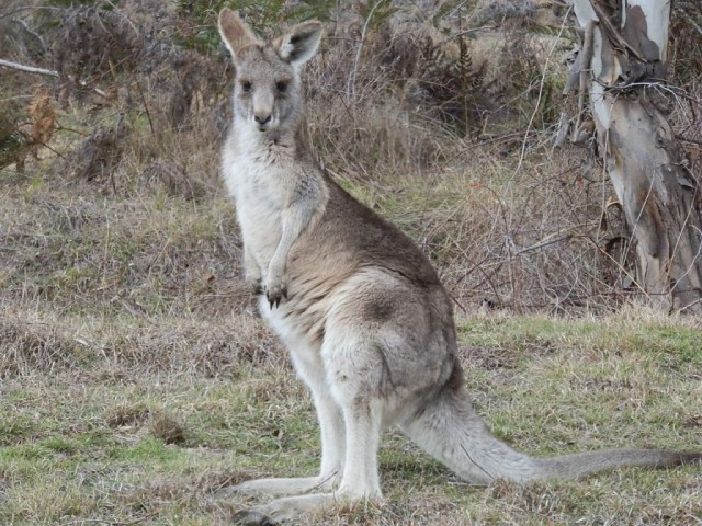 Zdjęcia: Cambera, CV, Kangury , AUSTRALIA