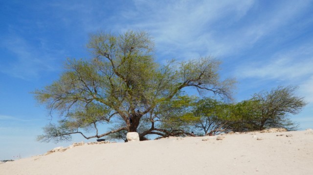 Zdjęcia: Jebel Dukhan, Al-Muhafazat al-Dżanubijja, Tree of Life, BAHRAJN