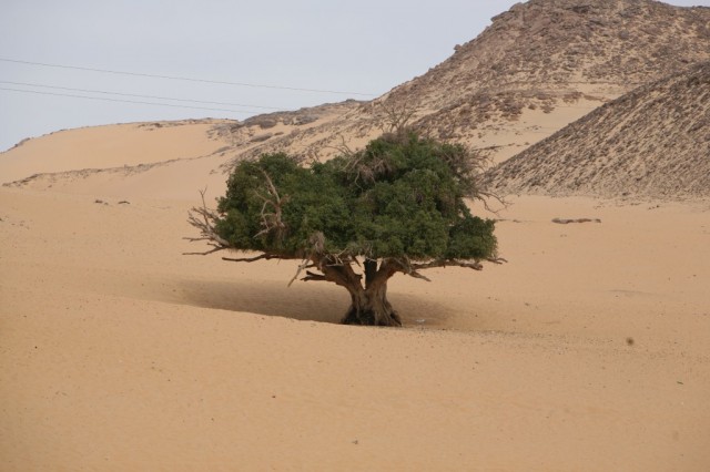 Zdjęcia: nad rzeką Nil, okolice Abu Simbel, Samotne drzewo, EGIPT