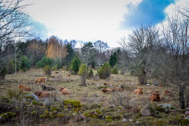 Zdjęcia: Wyspa Sarema, Wyspa Sarema, Saremaa, ESTONIA