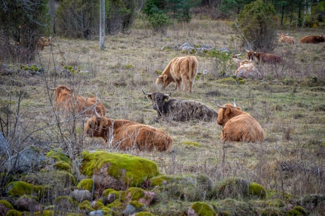 Zdjęcia: Wyspa Sarema, Wyspa Sarema, Saremaa, ESTONIA