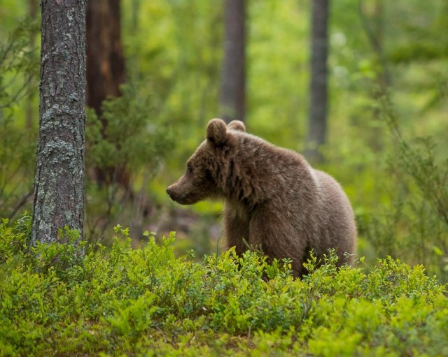 Zdjęcia: Fińska Tajga, miś, FINLANDIA