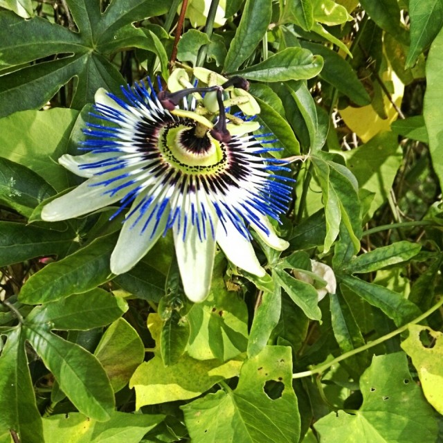 Zdjęcia: okolice Bordeaux, Bordeaux, Kwiat, FRANCJA