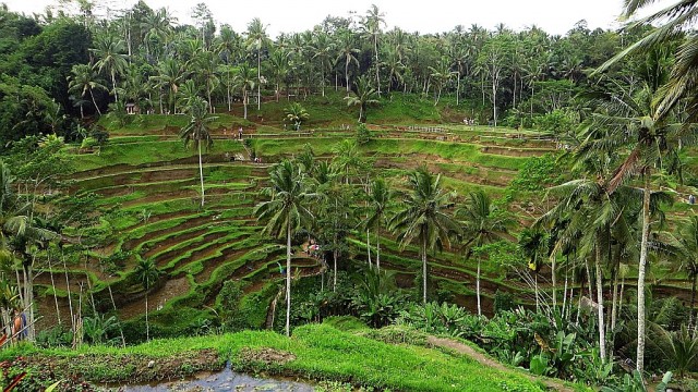 Zdjęcia: Ubud, Bali, pola ryżowe, INDONEZJA