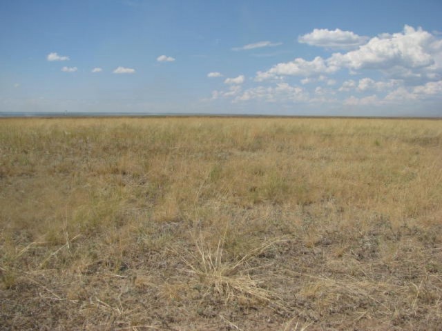 Zdjęcia: Kubanka, Akmoła, Step, KAZACHSTAN