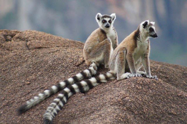 Zdjęcia: Tsaranoro NP, endemity: katta, MADAGASKAR