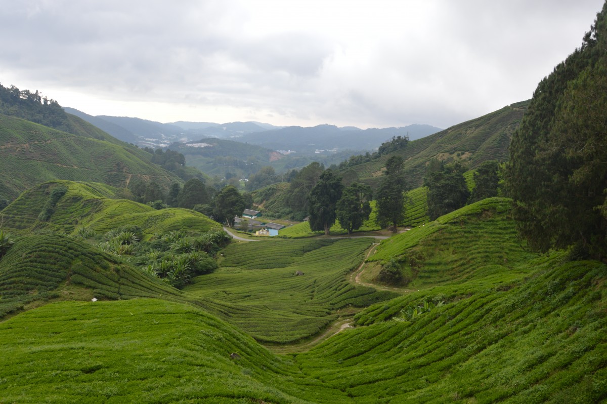 Zdjęcia: Tea plantation in Cameroon Highlands, Cameroon Highlands, Tea ...