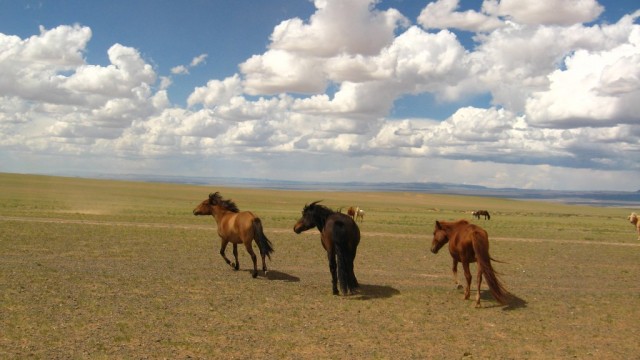 Zdjęcia: Na stepie:) , Marzenia się spełniają, MONGOLIA