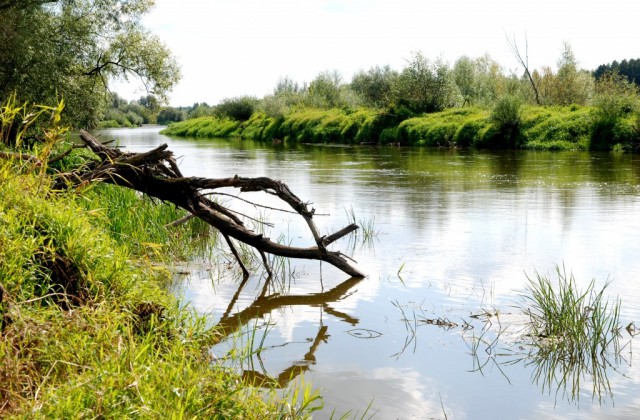 Zdjęcia: gdzieś za Mielnikiem, rzeka Bug, Nad Bugiem, POLSKA