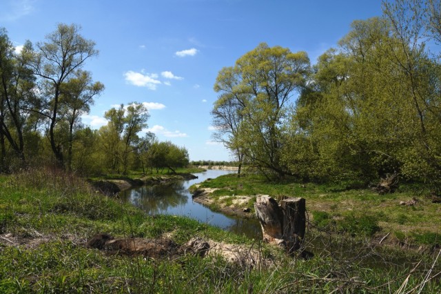 Zdjęcia: okolice Wilgi - Ruda Tarnowska, Mazowsze, Nad Wisłą - odnoga ...