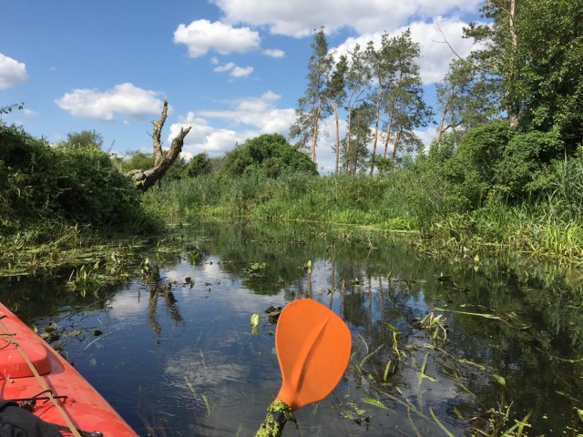 Zdjęcia: Dolina Liwca, -mazowieckie, Rzeka Liwiec, POLSKA