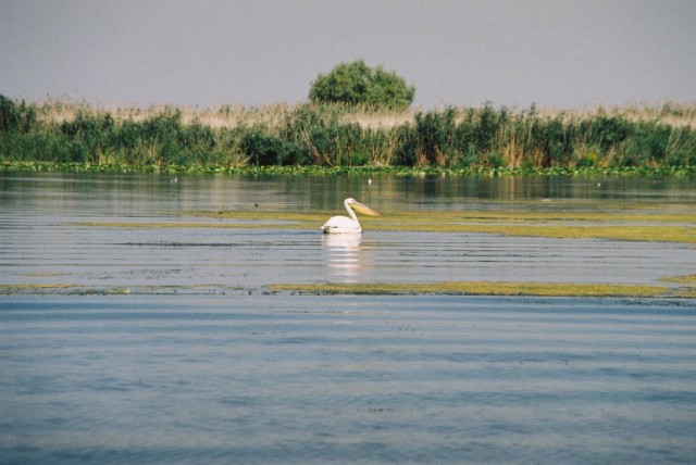 Zdjęcia: DELTA DUNAJU , DELTA DUNAJU , DELTA DUNAJU , RUMUNIA